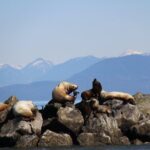 Winter Eco Tours on the Salish Sea Wildlife Adventures - The Practical Side: Price, Duration, and Booking