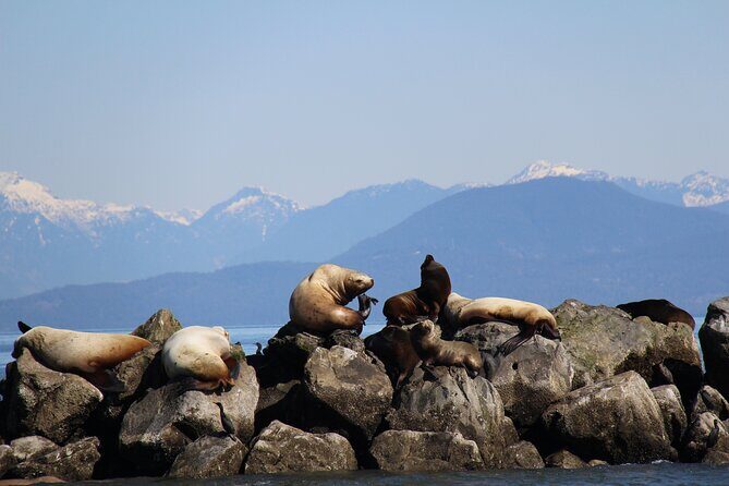 Winter Eco Tours on the Salish Sea Wildlife Adventures - The Practical Side: Price, Duration, and Booking
