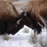 Winter in Yellowstone Wildlife Tour - What Do the Reviews Say?