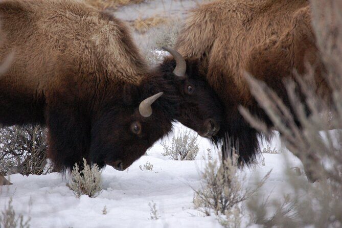 Winter in Yellowstone Wildlife Tour - What Do the Reviews Say?