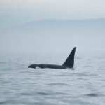 Winter Victoria Whale and Wildlife Covered Vessel Tour - The Experience in Detail