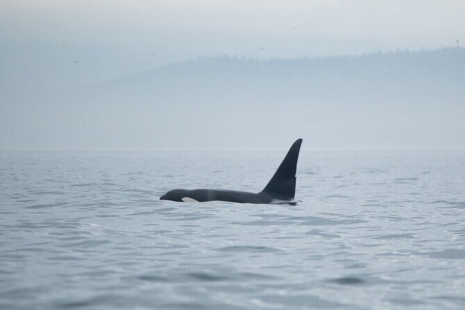 Winter Victoria Whale and Wildlife Covered Vessel Tour - The Experience in Detail