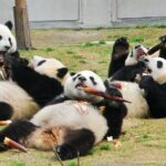 Wolong Panda Base Private Day Tour Optional Volunteering - Who Would Enjoy This Tour?