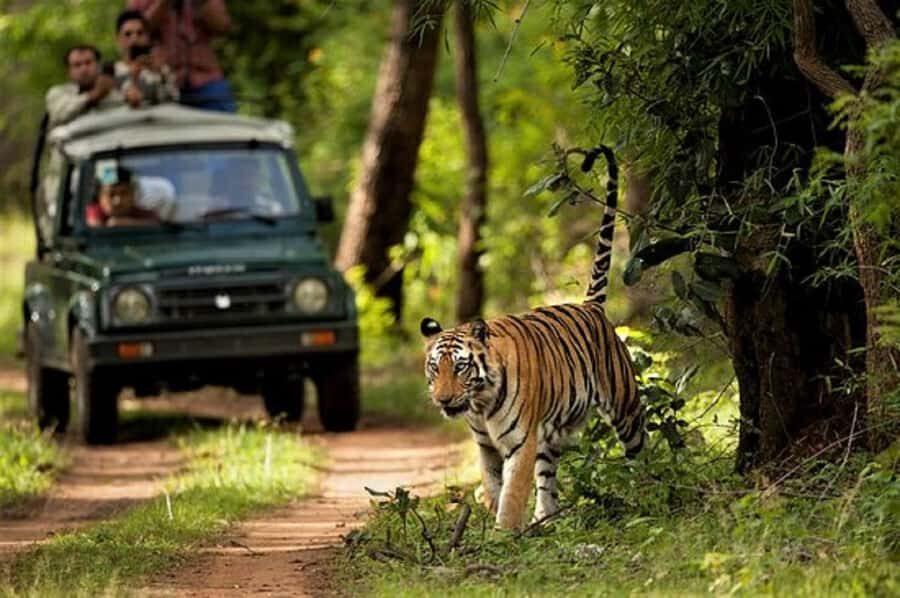 Wonders of Wildlife: 4-Day Chitwan National Park Tour - The Real Value of This Tour