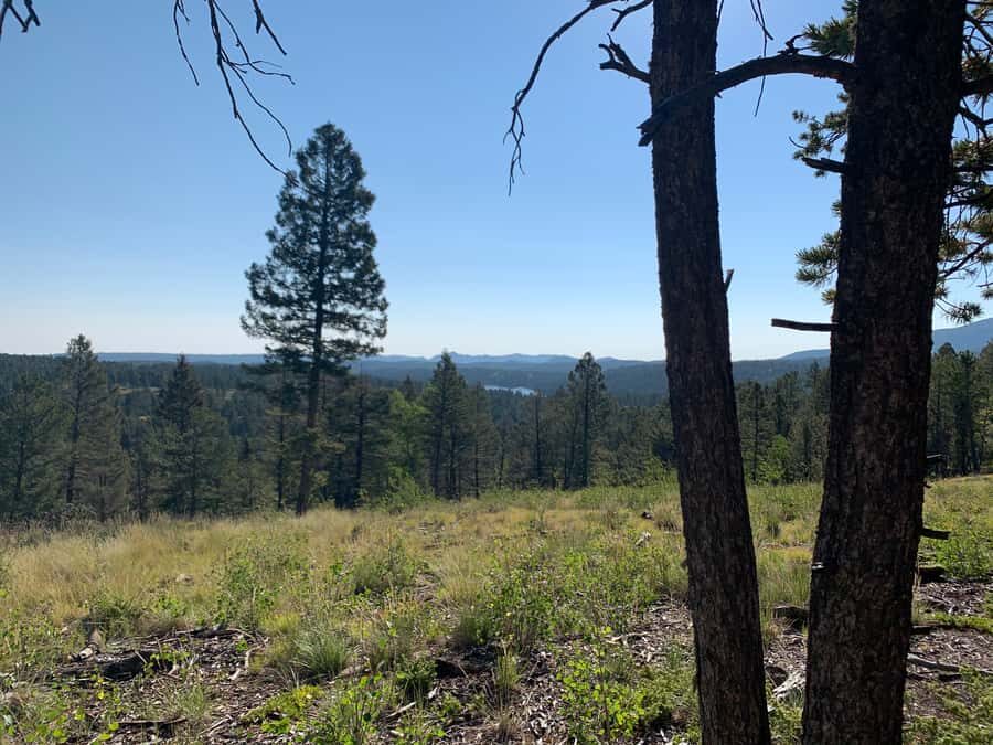 Woodland Park: Snowshoeing Guided Hike - What to Expect on the Trail