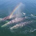 World Class Whale Watching with Breakfast and Open Bar - The Value of This Tour