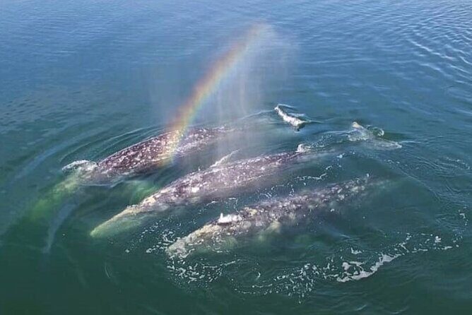 World Class Whale Watching with Breakfast and Open Bar - The Value of This Tour