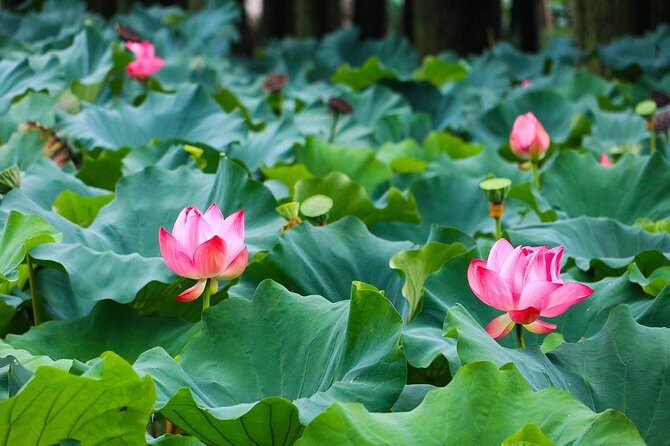 Wuxi Lingshan Buddhist Scenic Spot and Tai Lake Private Tour - What Makes This Tour Stand Out?