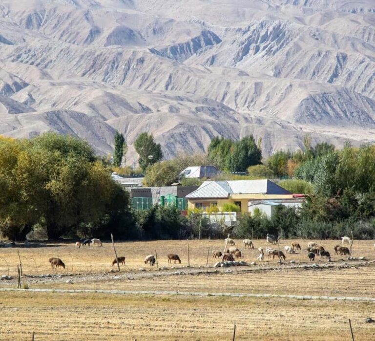 Xi'an: 12-Day Silk Road Tour to Kashgar - Who Is This Tour Best For?