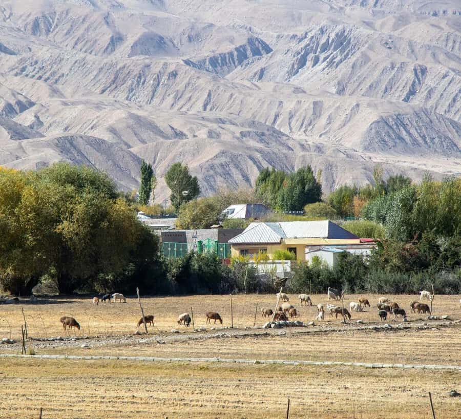 Xi'an: 12-Day Silk Road Tour to Kashgar - Who Is This Tour Best For?