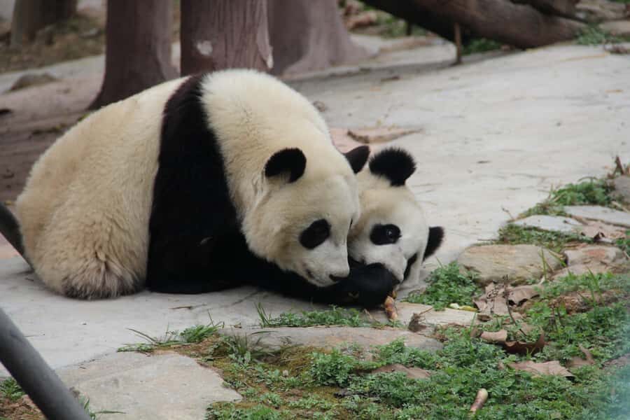 Xi'an/Chengdu Giant Panda Base Day Trip - Who Will Enjoy This Tour?