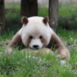 Xi'an: Qinling Four Rare Animals Park & Brown Panda Ticket - What Makes This Park Special?