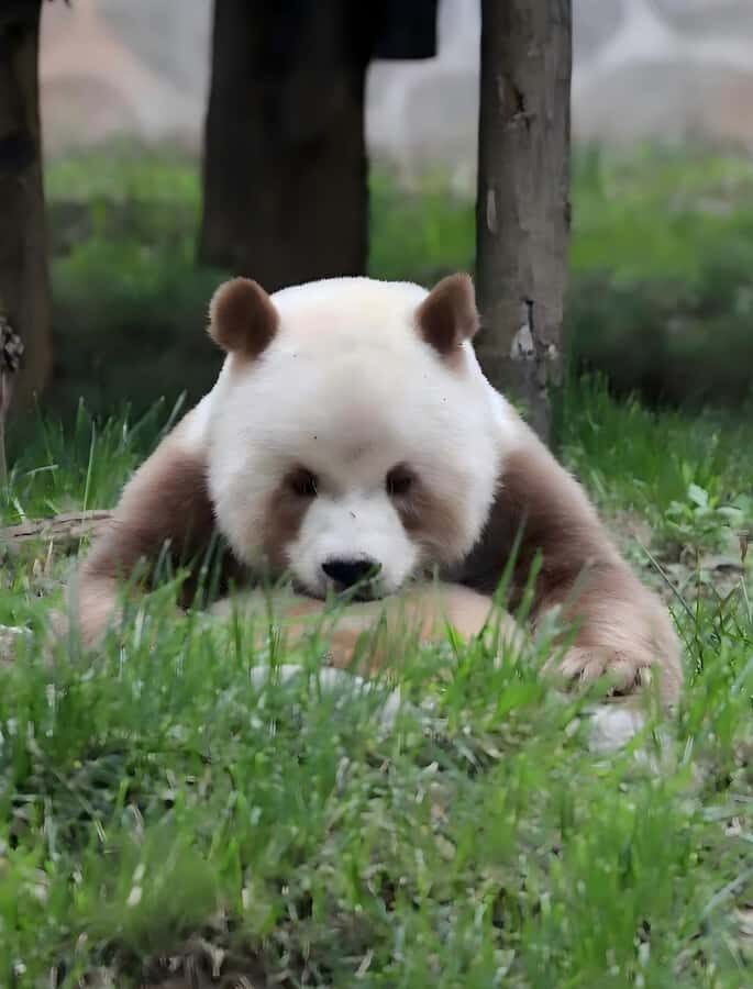 Xi'an: Qinling Four Rare Animals Park & Brown Panda Ticket - What Makes This Park Special?