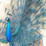 Yala & Bundala Both National Parks: One Day Safari Tour - What’s Included and Why It Matters