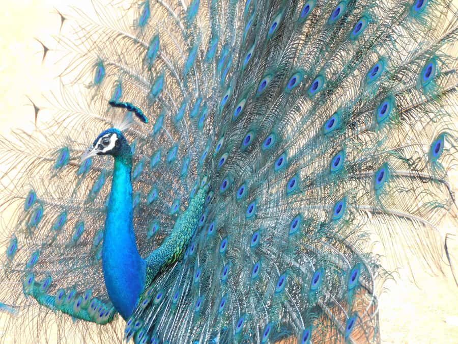 Yala & Bundala Both National Parks: One Day Safari Tour - What’s Included and Why It Matters