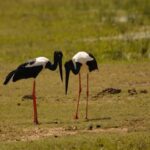 Yala Eco Safari  Wild Conservation Expedition - A Closer Look at the Tour Itinerary