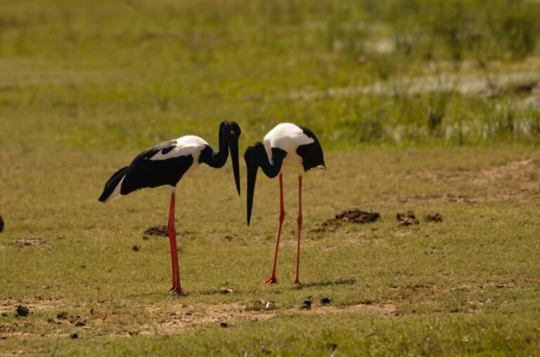 Yala Eco Safari Wild Conservation Expedition - A Closer Look at the Tour Itinerary