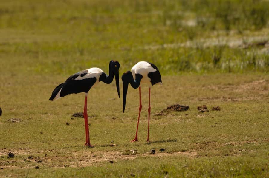 Yala Eco Safari Wild Conservation Expedition - A Closer Look at the Tour Itinerary