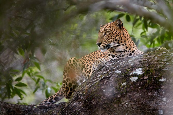 Yala Full day Leopard Safari Tour with Picnic Lunch - Frequently Asked Questions