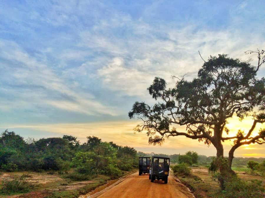 Yala/Mirissa: All Inclusive Half-Day Safari at Yala Park - Practical Tips for a Great Safari