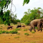 Yala National Park (block 5 & 6) Safari PRIVATE Tours - An In-Depth Look at the Itinerary