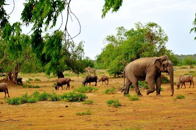 Yala National Park (block 5 & 6) Safari PRIVATE Tours - An In-Depth Look at the Itinerary