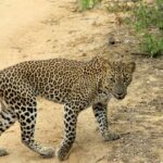 Yala National Park: Day Trip From Riu Hotel Ahungalla - The Value and Practicalities