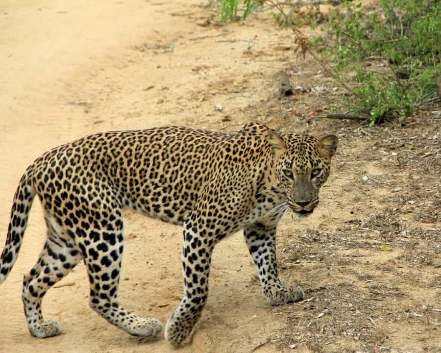 Yala National Park: Day Trip From Riu Hotel Ahungalla - The Value and Practicalities