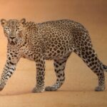 Yala National Park Full Day Safari Tour - Authentic Experiences and Real-World Feedback