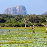 Yala National Park Full Day Safari Tour from Ella - The Itinerary: What to Expect