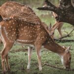 Yala National Park Full Day Safari Tours Eagle Safari - Practical Details and Tips