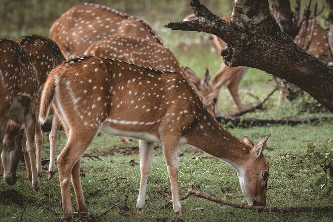 Yala National Park Full Day Safari Tours Eagle Safari - Practical Details and Tips