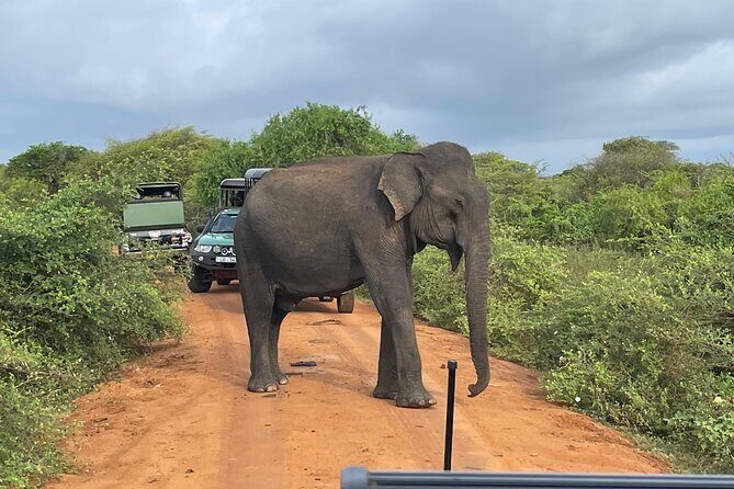 Yala National park: Half day & Full Day & Private - Safari Tours - Who Is This Tour Best For?