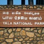 Yala National Park Half Day / Full Day Special Safari Tours - Overview of the Safari Experience