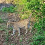 Yala National Park Half & Full Day Safari Tour By Nehansa Tours - The Experience in Detail
