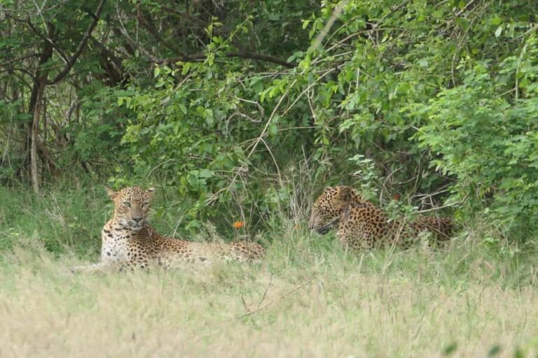 Yala National park: Hotel stay or pickup your hotel & Safari - What’s Special About the Wildlife Spotting?