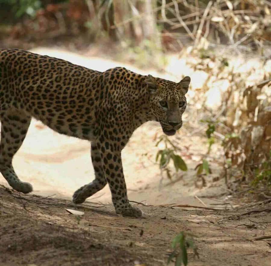 Yala National Park Jeep Safari from Hambantota Port Pickup - Is This Tour Worth It?