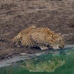 Yala National Park: Jeep Safari Tour - An In-Depth Look at the Yala Safari Experience