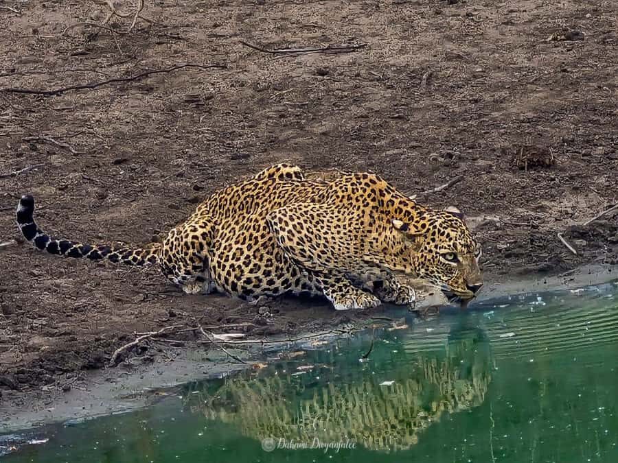 Yala National Park: Jeep Safari Tour - An In-Depth Look at the Yala Safari Experience