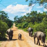 Yala National Park: Leopard Safari Half/Full-Day Safari - Why This Safari Might Be Your Best Bet