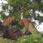 Yala National Park: Leopard Safari incl. Entry tickets - The Logistical Details