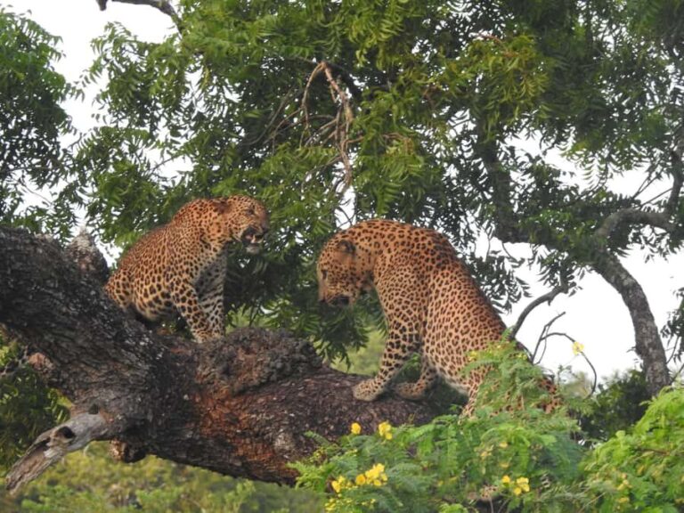 Yala National Park: Leopard Safari incl. Entry tickets - The Logistical Details