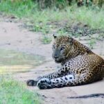 Yala National Park: Menaka Wildlife Safari - Itinerary and Duration Variations