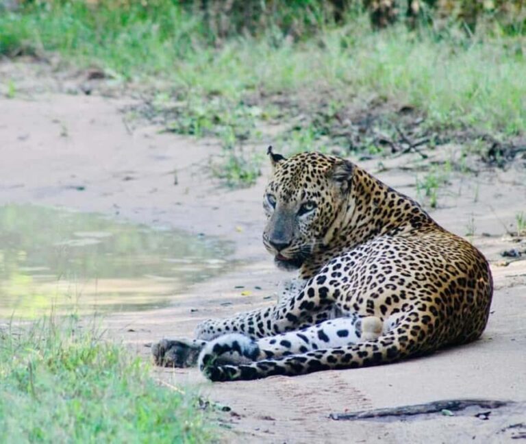 Yala National Park: Menaka Wildlife Safari - Itinerary and Duration Variations