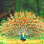 Yala National Park Safari from Ahungalla - Wildlife and Birdlife: A Visual Feast