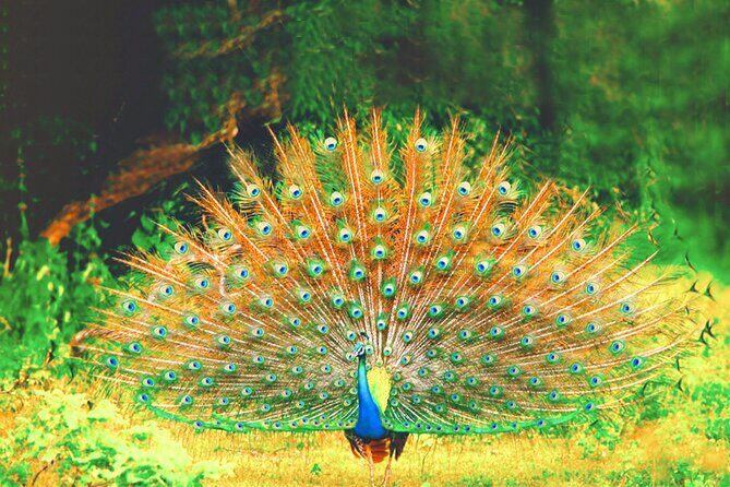 Yala National Park Safari from Ahungalla - Wildlife and Birdlife: A Visual Feast