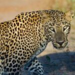 Yala National Park Safari from Hambantota Port - What to Expect When You Book