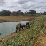 Yala National Park Safari from Hikkaduwa - What the Price Gets You — and What It Doesn’t