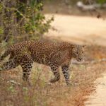 Yala National Park Safari Tours -Half Day & Full Day - FAQs