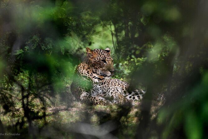 Yala National Park Safari Tours - Half Day & Full Day - The Value of This Safari Experience